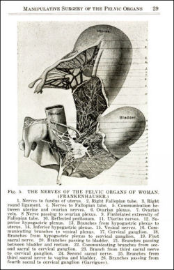 Pelvic Anatomy And Gynecologic Surgery