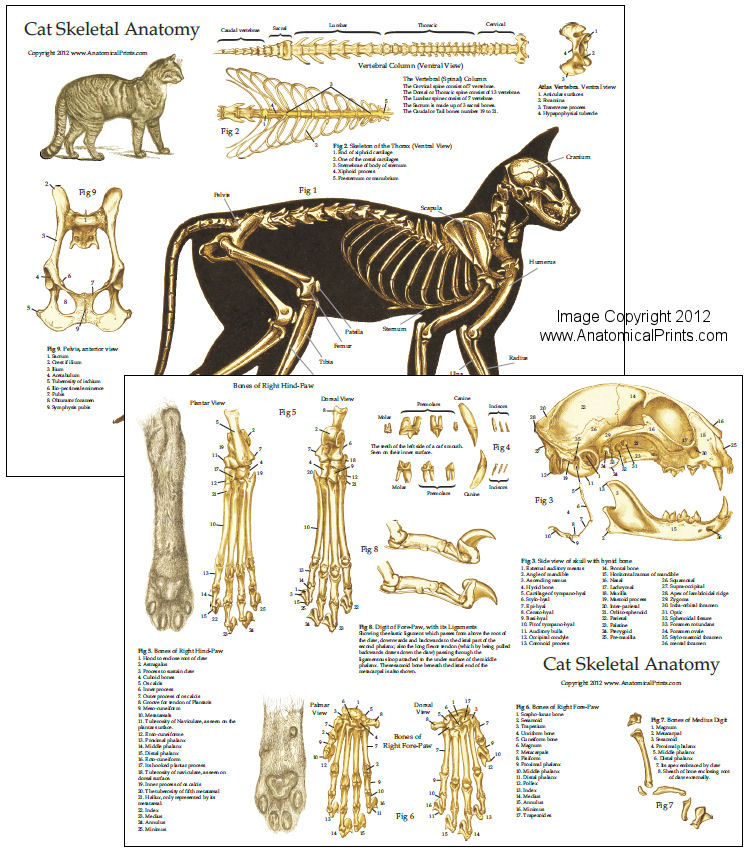 Skeletal Anatomy Of The Domestic Cat Chart Skeletal Anatomy Of The Domestic Cat Chart