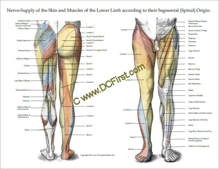 Back Muscle Innervation Chart : Tongue muscles & Innervation - YouTube ... Back Muscle Innervation Chart : Tongue muscles & Innervation - YouTube ...