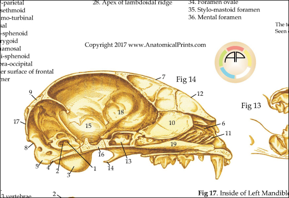 Skeletal Skull Anatomy Of The Domestic Cat Poster Skeletal Skull Anatomy Of The Domestic Cat Poster