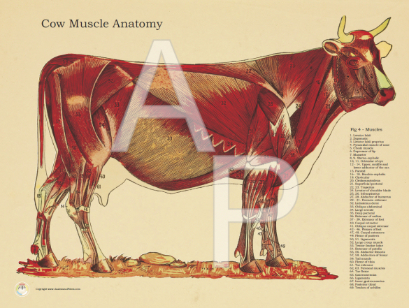 Cow Bovine Muscle Anatomical Poster Cow Bovine Muscle Anatomical Poster