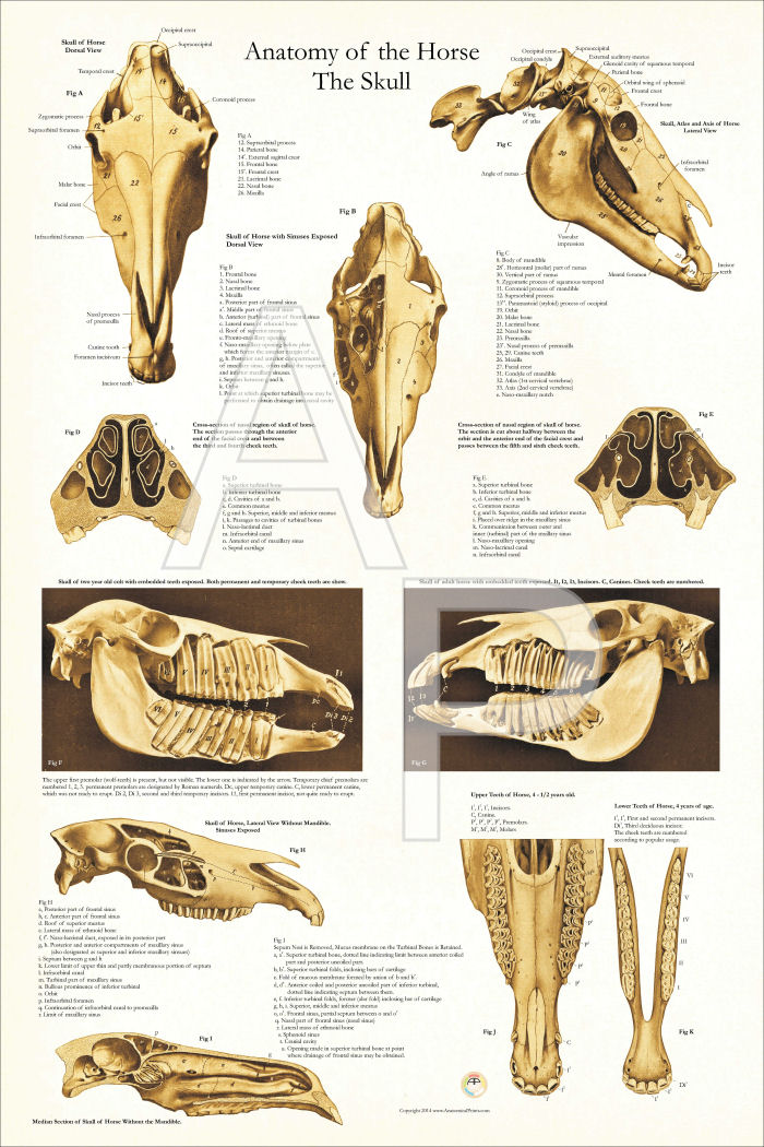 Horse Skull Anatomy Poster 24 x 36 Horse Skull Anatomy Poster 24 x 36